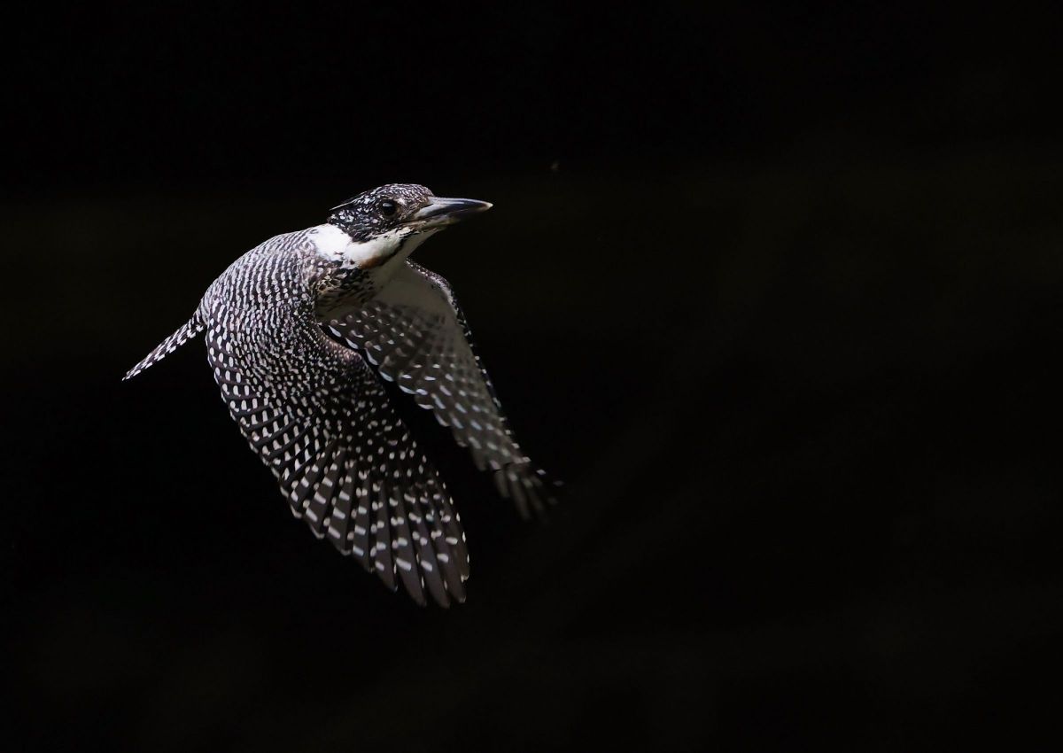 ヤマセミ 50 | GANREF