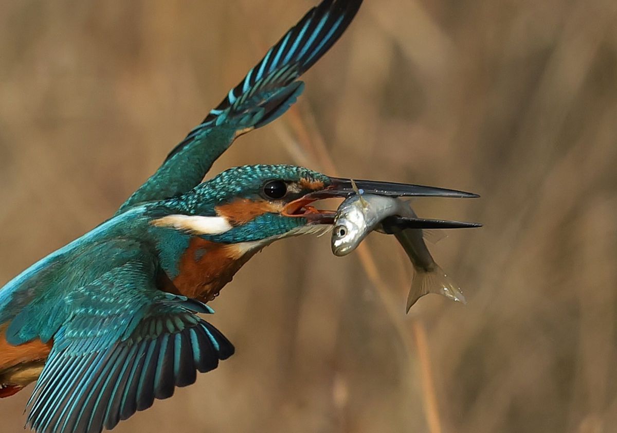 カワセミ 645 | GANREF