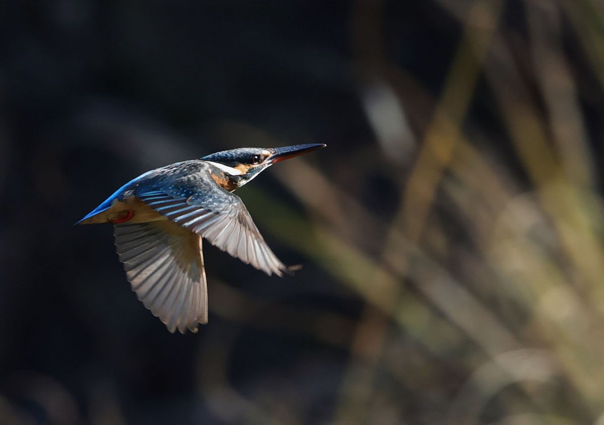 カワセミ物語 138 | GANREF