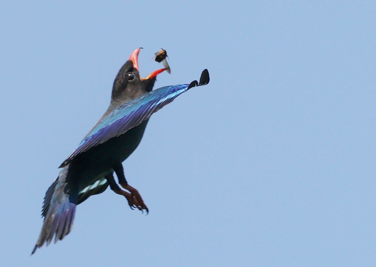 2025 ブッポウソウ 16 | GANREF