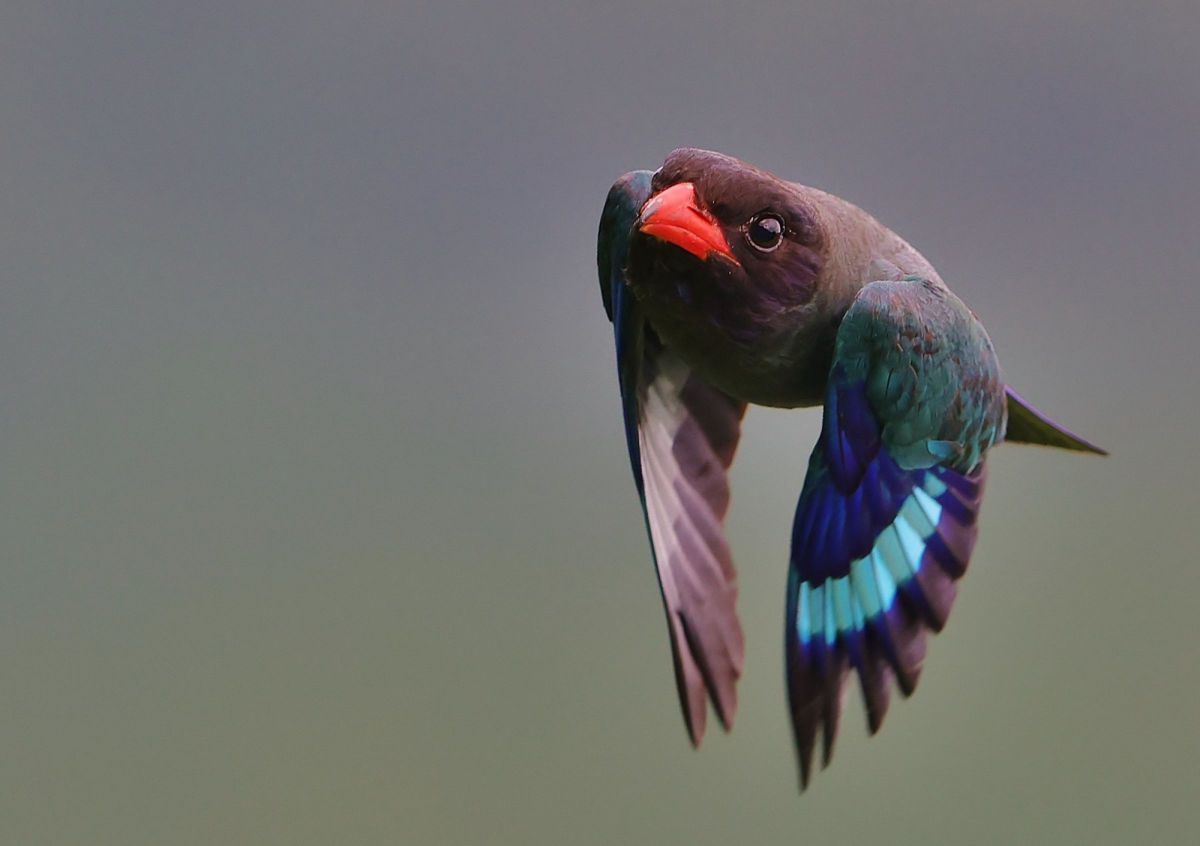 2024 ブッポウソウ 9 | GANREF