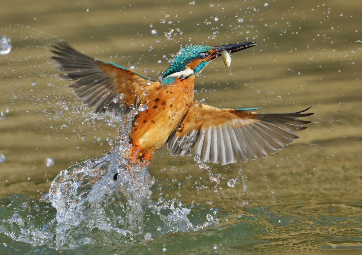 カワセミ 634 | GANREF