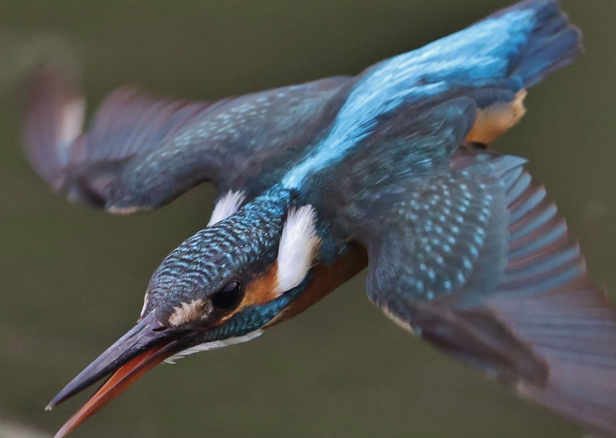 カワセミ物語 337 | GANREF