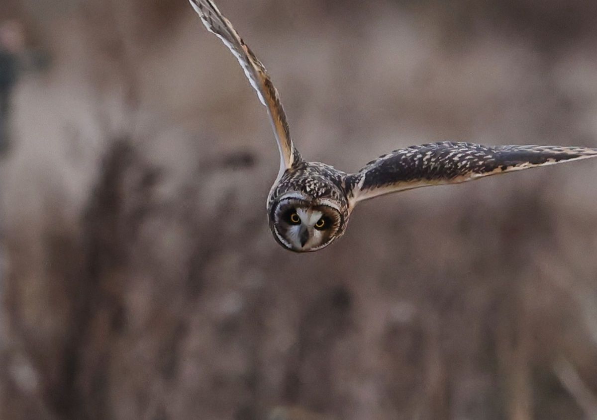 コミミズク 10 | GANREF