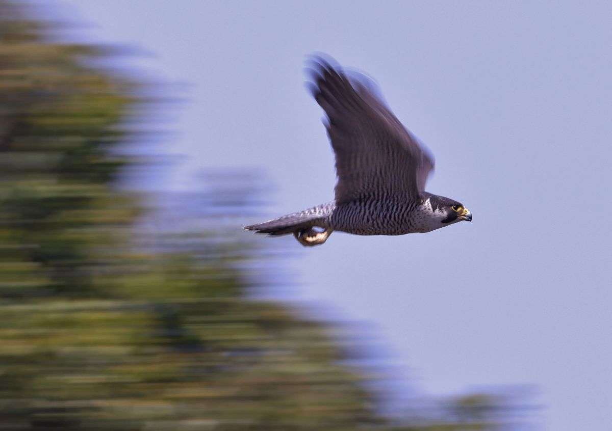 ハヤブサ 14 | GANREF