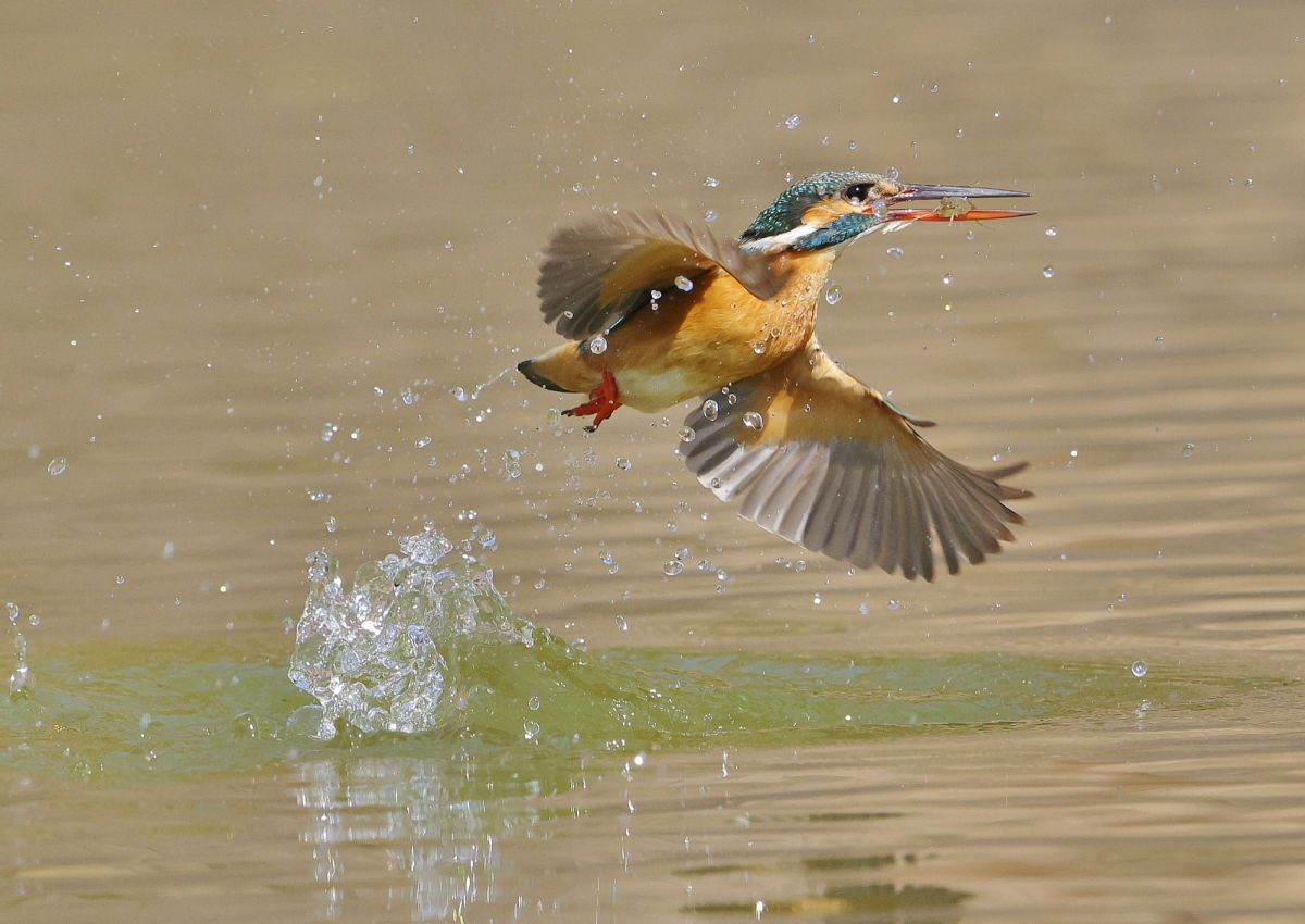 カワセミ 529 | GANREF