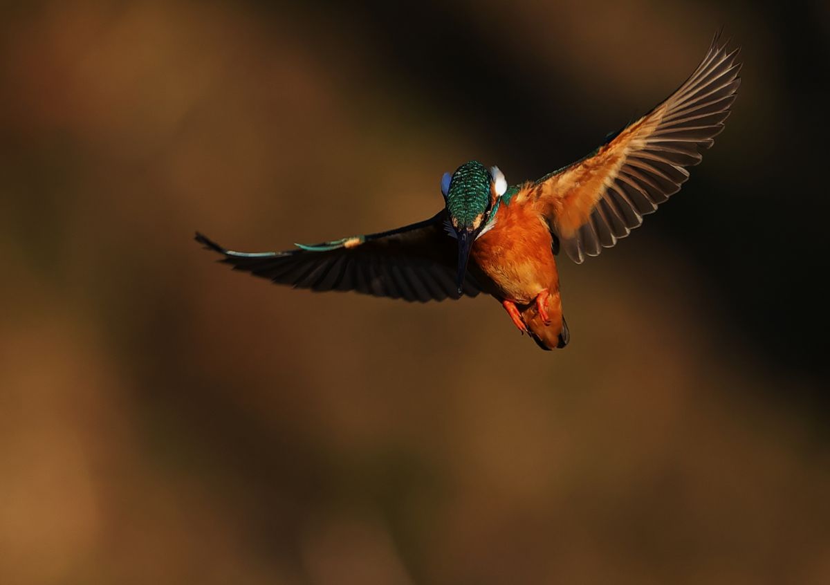 カワセミ物語 149 | GANREF