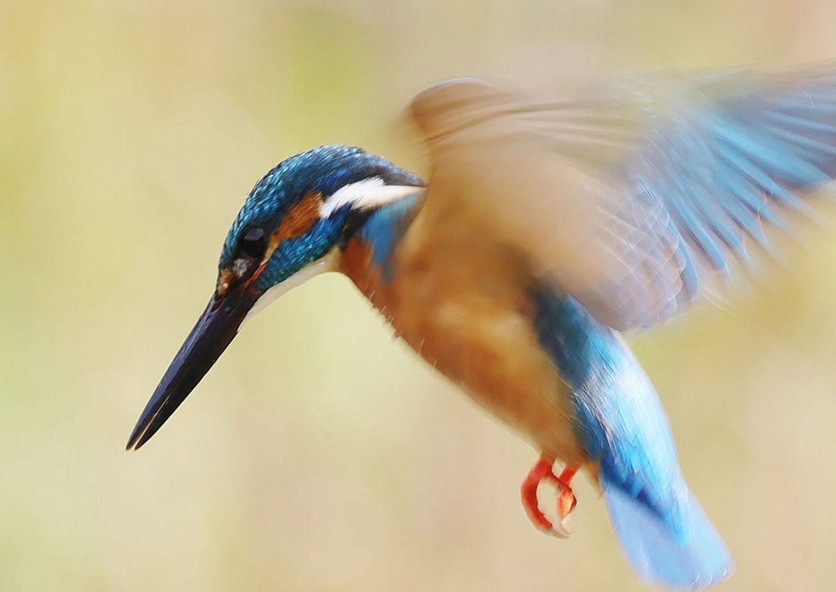 カワセミ 674 | GANREF