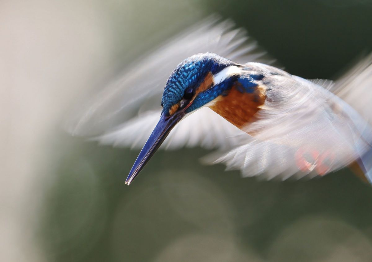 カワセミ 897 | GANREF