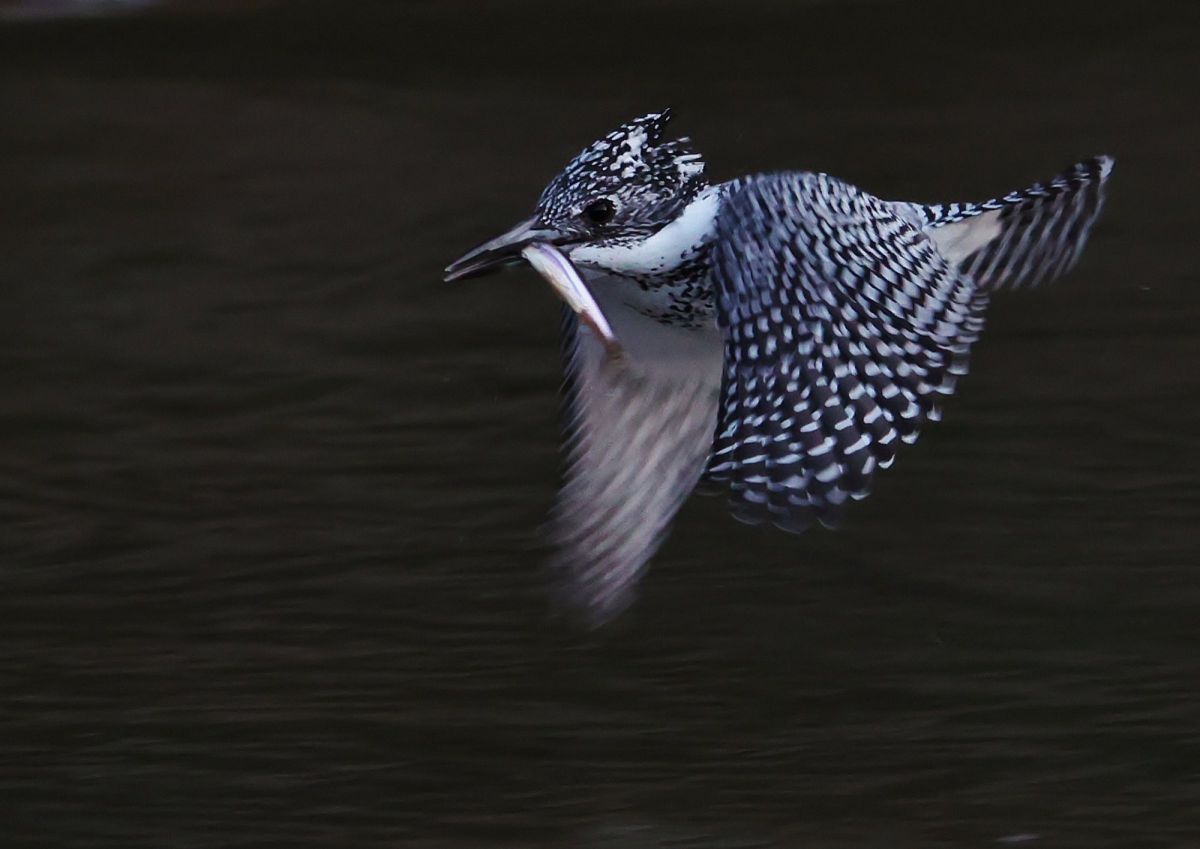 ヤマセミ 57 | GANREF