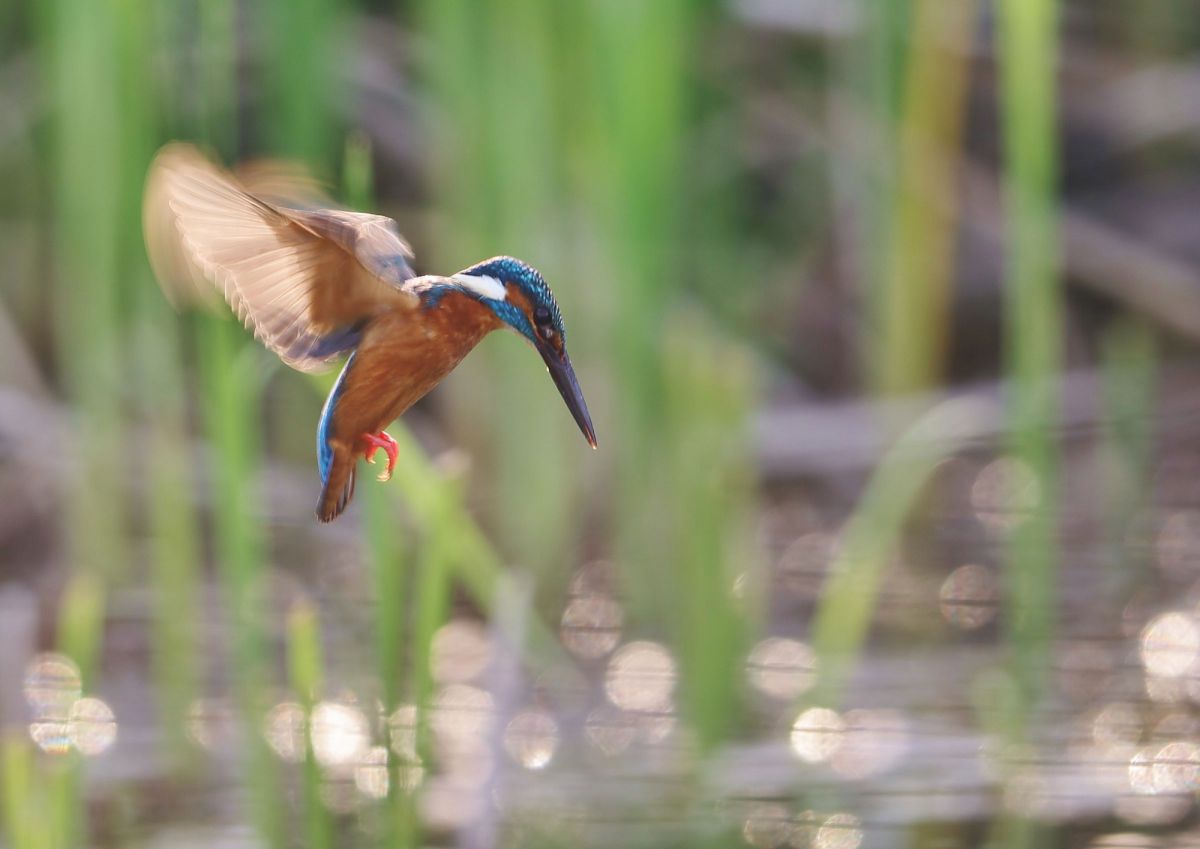 カワセミ 600 | GANREF