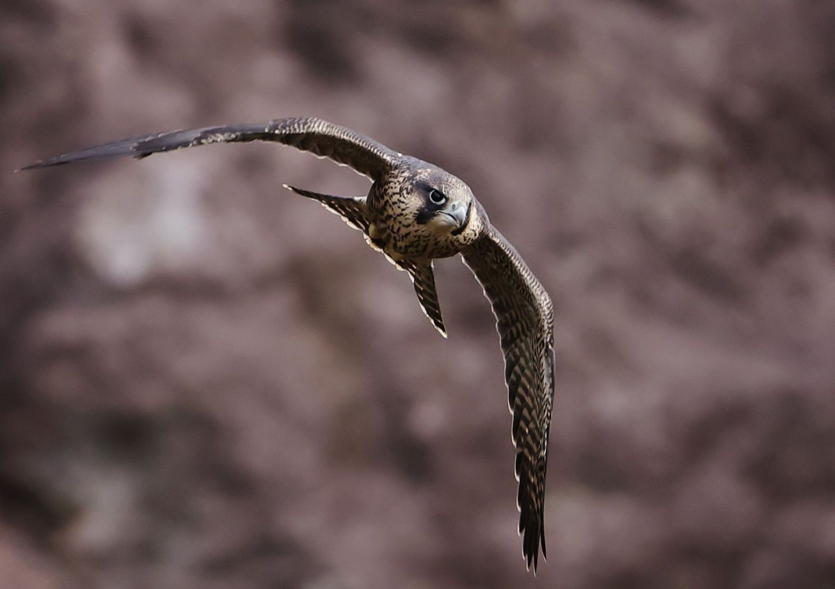 ハヤブサ 19 | GANREF