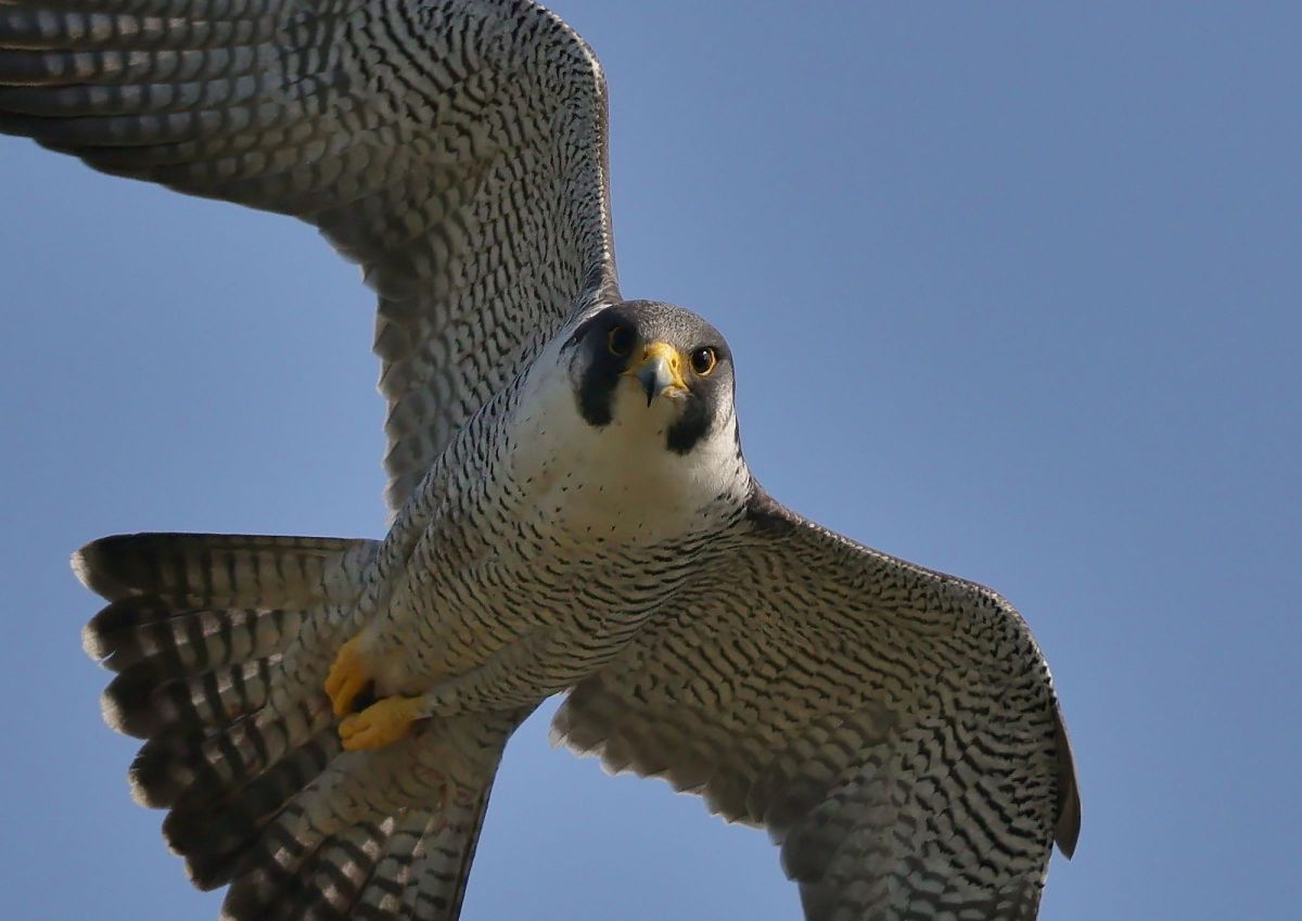 ハヤブサ 51 | GANREF