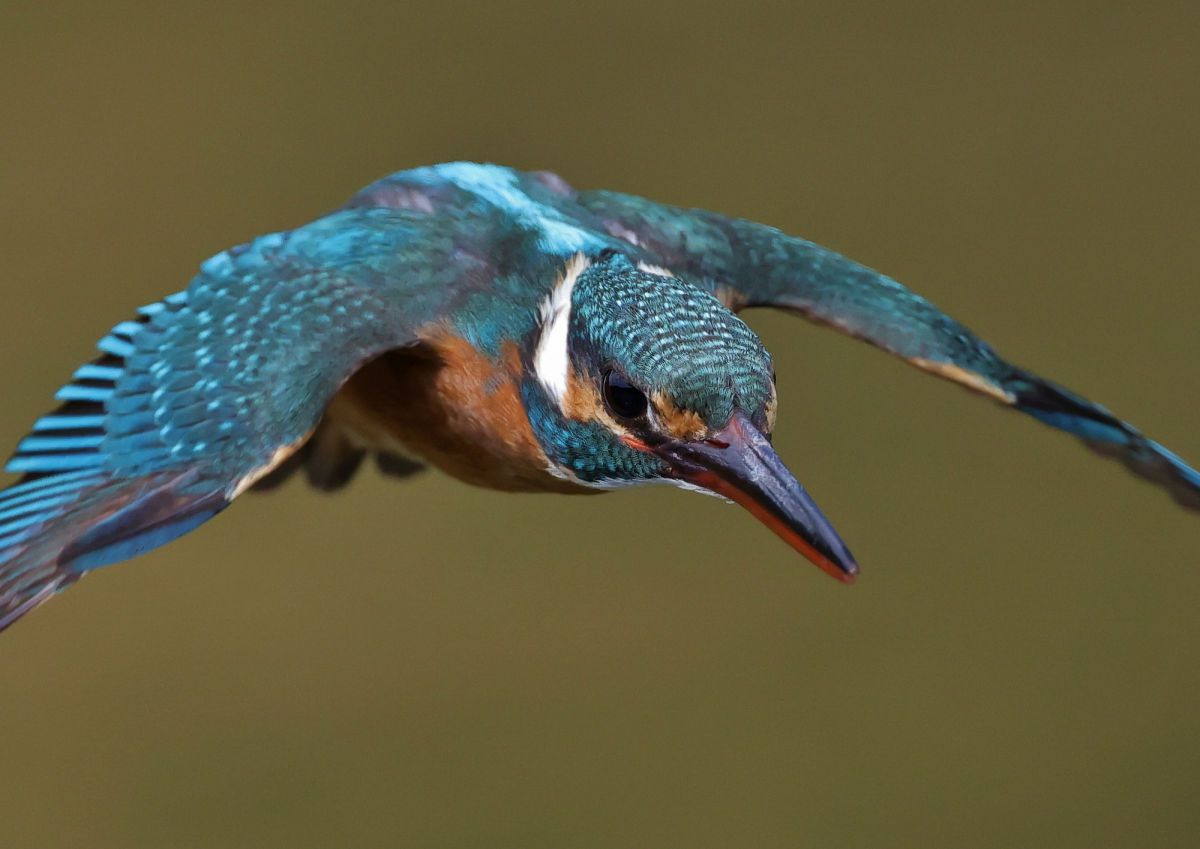 カワセミ 659 | GANREF