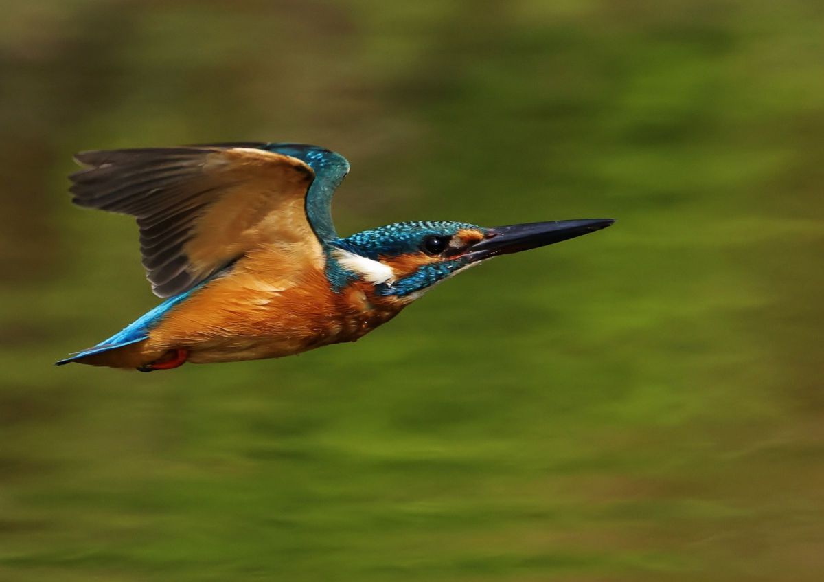 カワセミ物語 434 | GANREF