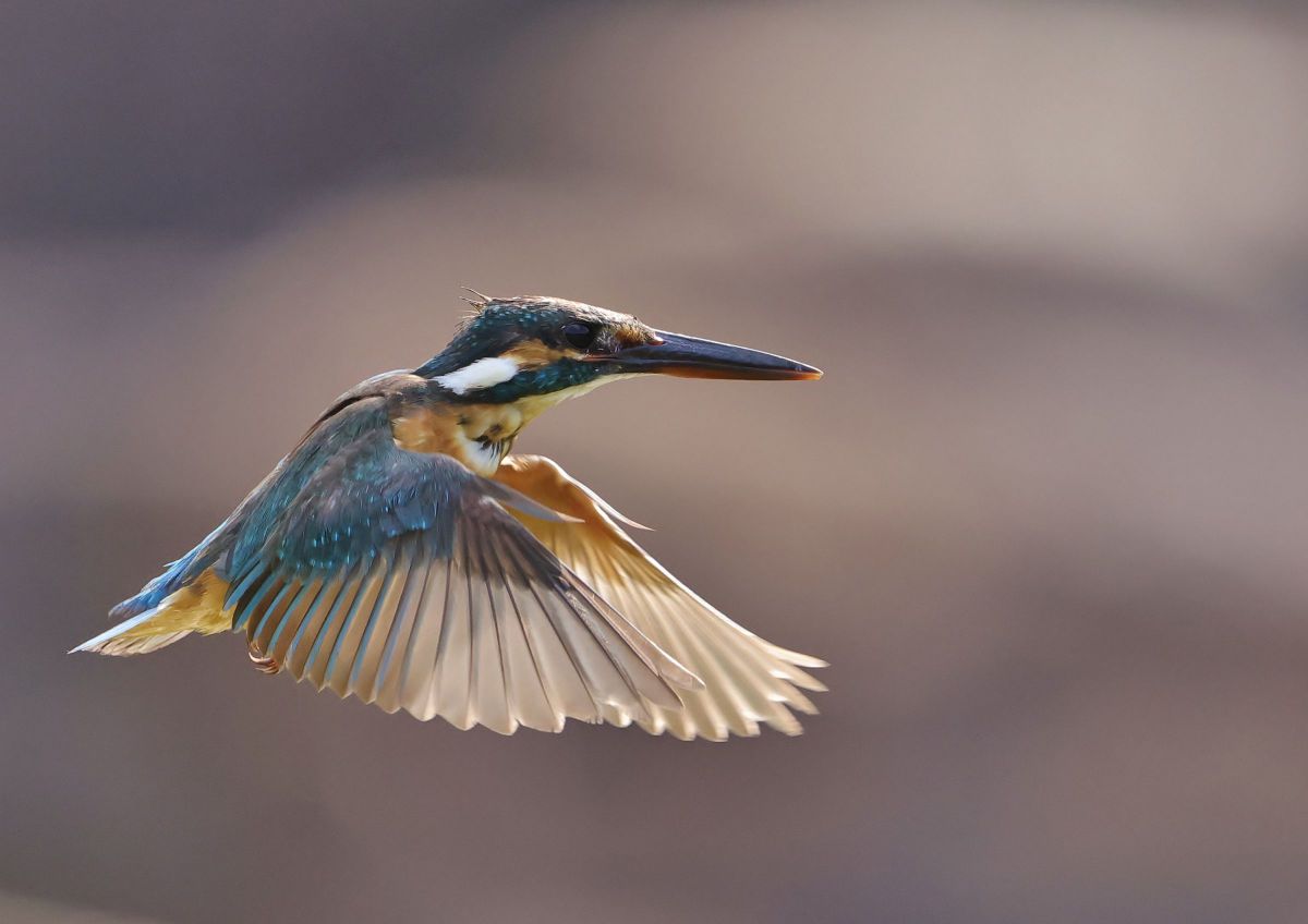 カワセミ物語 227 | GANREF