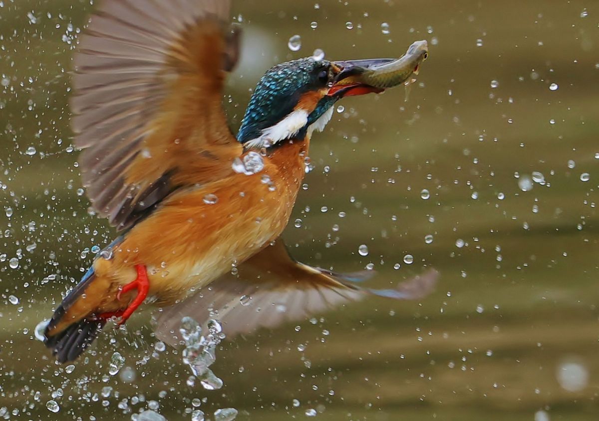 カワセミ物語 200 | GANREF