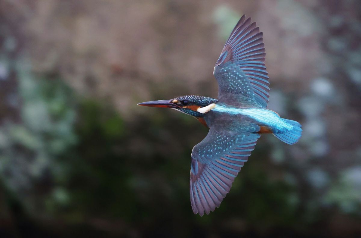 カワセミ 624 | GANREF