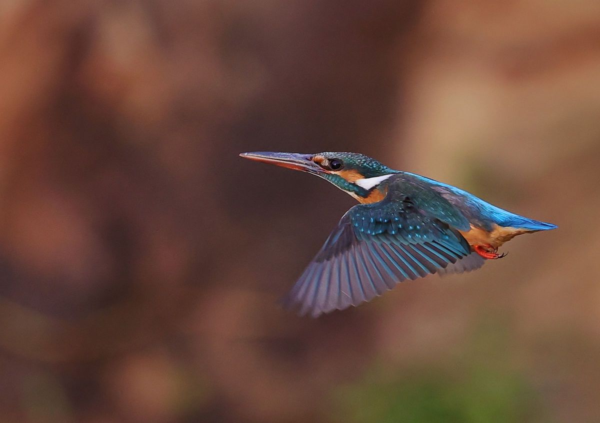 カワセミ物語 246 | GANREF