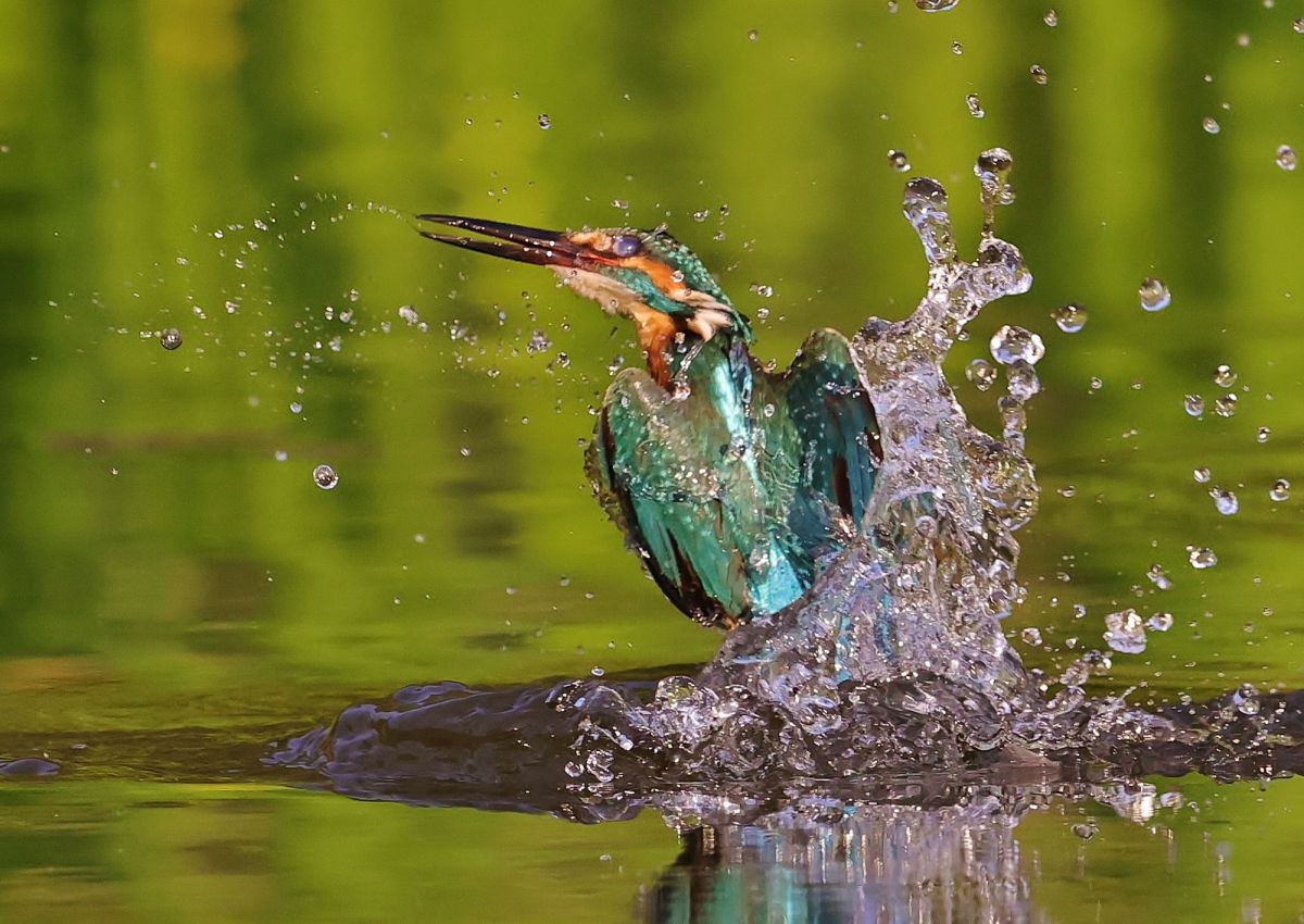 カワセミ物語 317 | GANREF