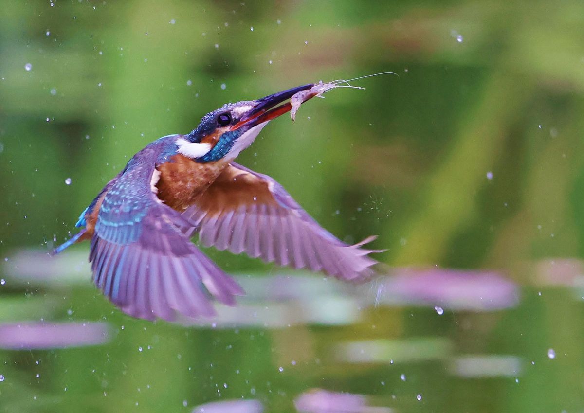 カワセミ物語 366 | GANREF