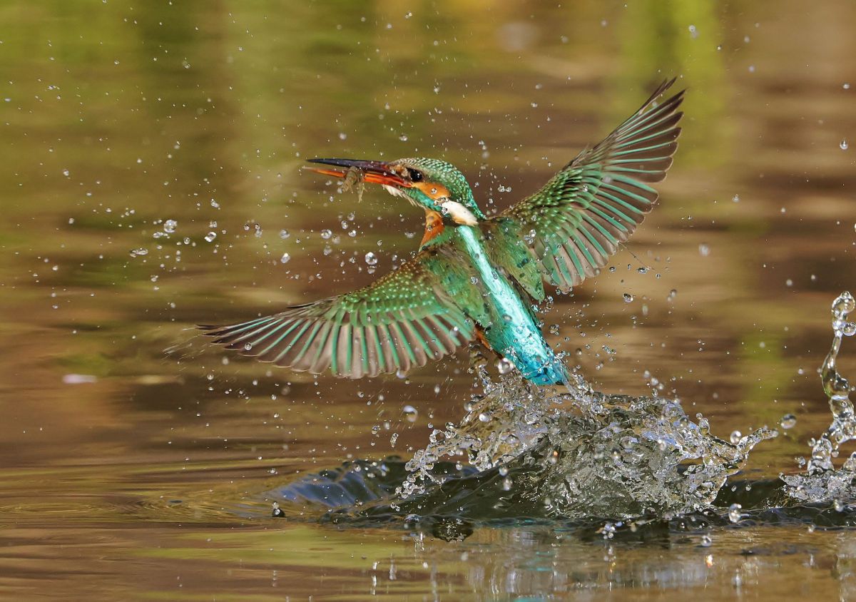 カワセミ物語 313 | GANREF