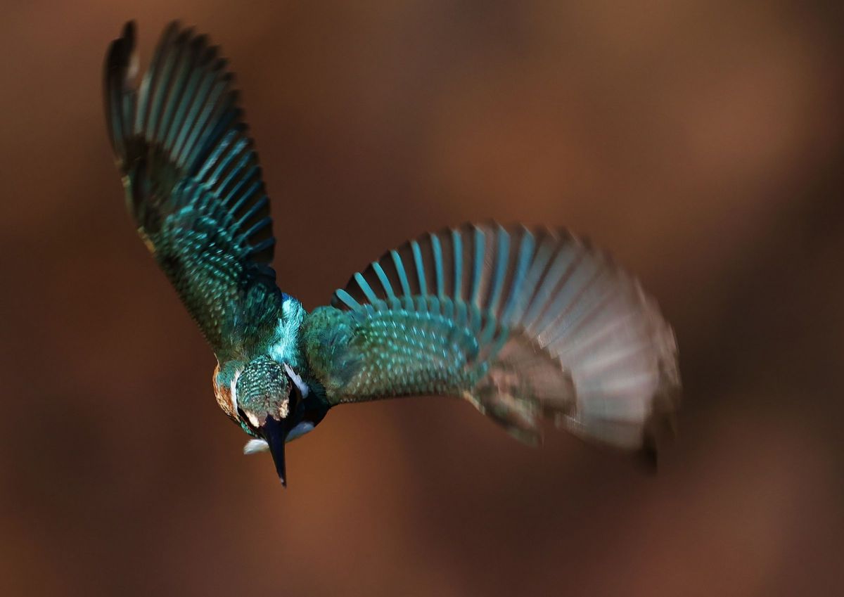 カワセミ物語 371 | GANREF