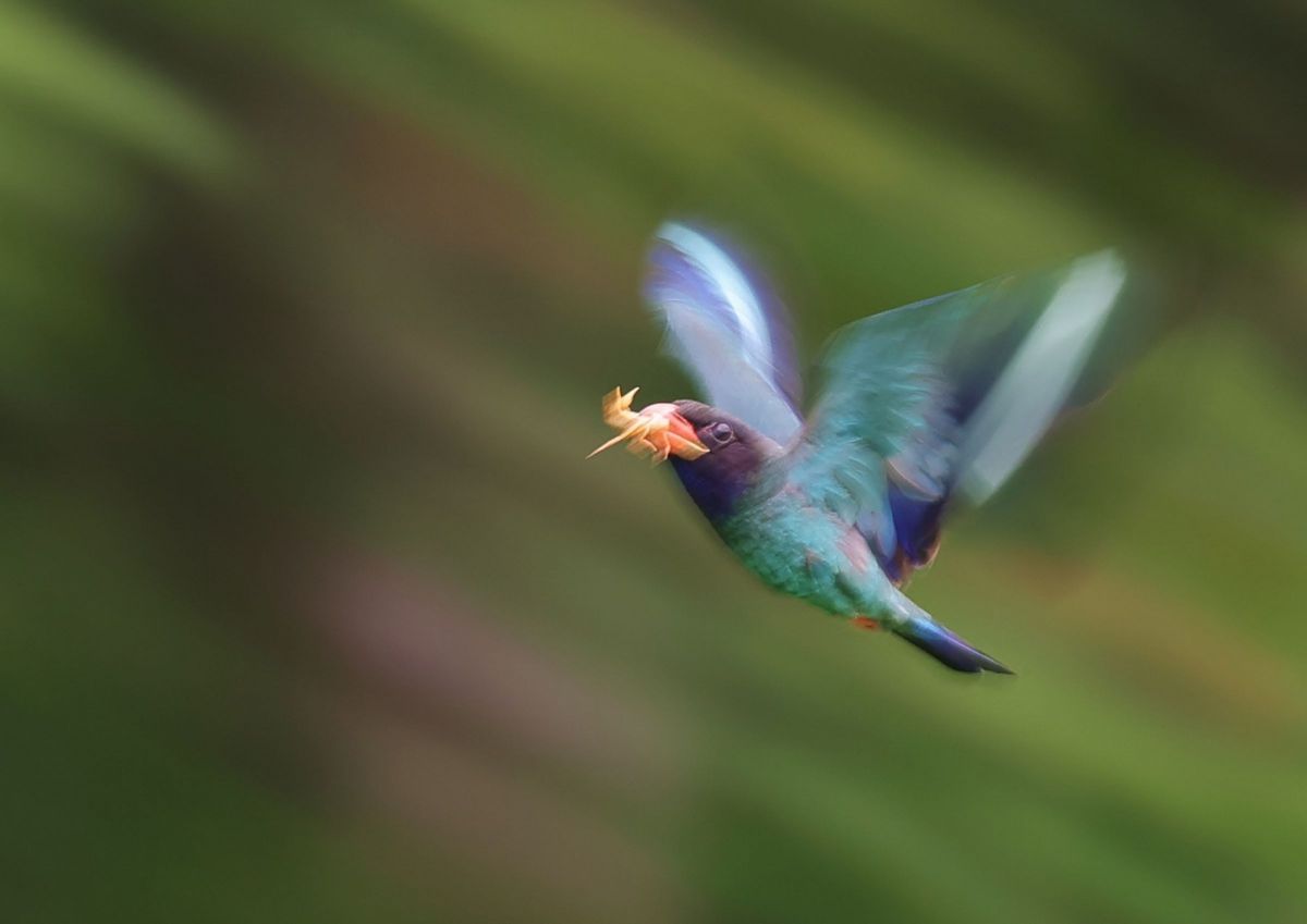 2025 ブッポウソウ 17 | GANREF