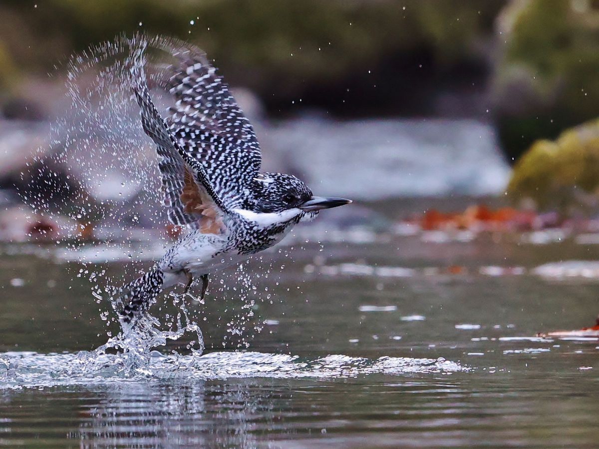 ヤマセミ 43 | GANREF