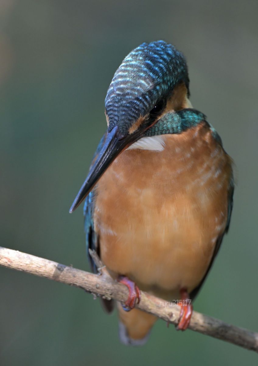 カワセミ・Z600㎜F4 | GANREF