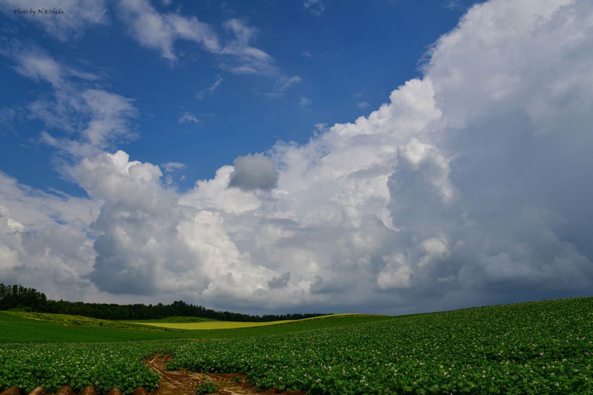 美瑛・富良野の四季 初夏編61 | GANREF