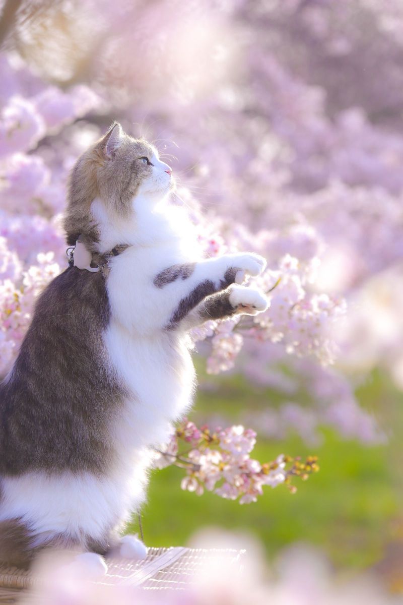 レベルアップ | GANREF