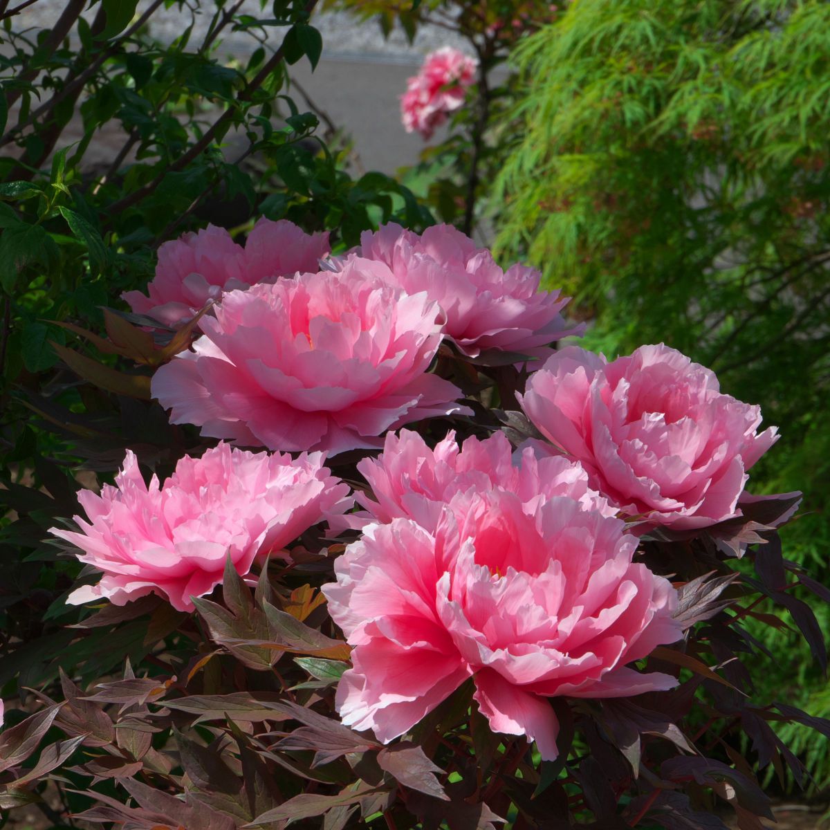 遊行寺の牡丹 | GANREF