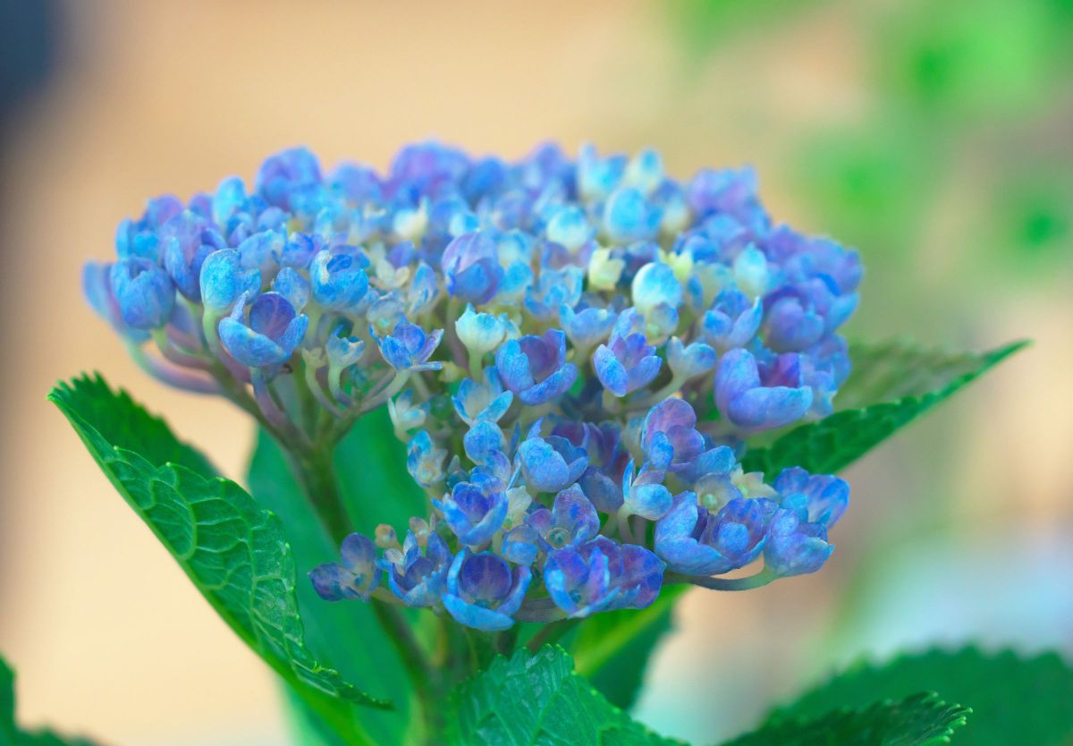 アジサイ展にて11 | GANREF