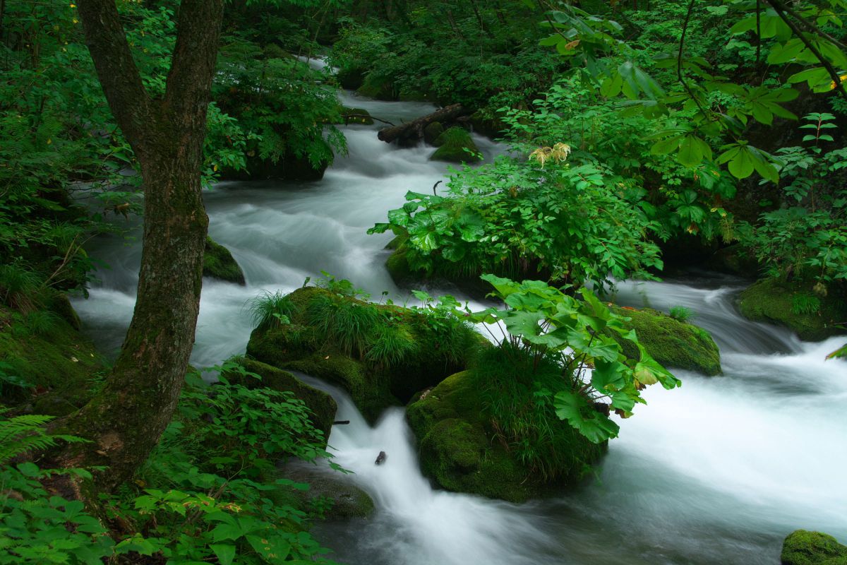 奥入瀬2007 | GANREF