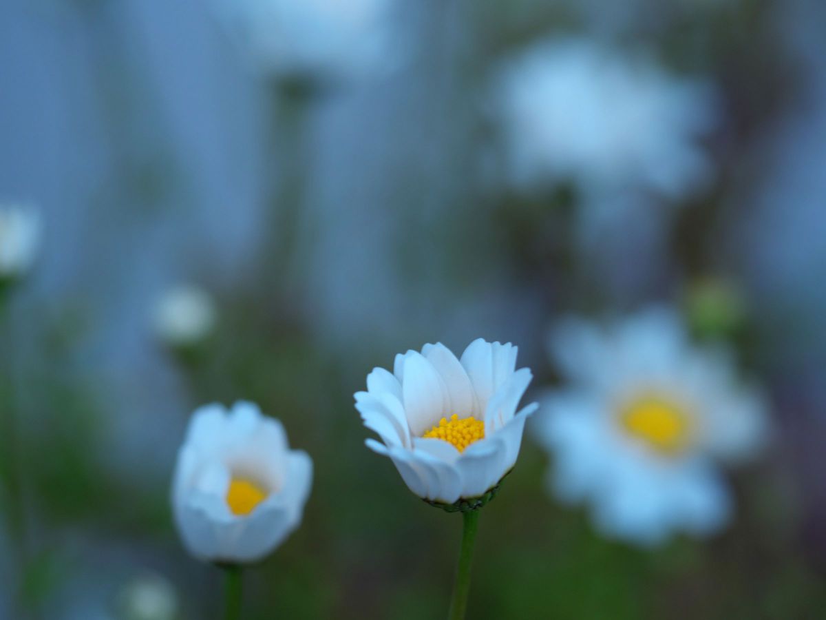 我が家のノースポール | GANREF