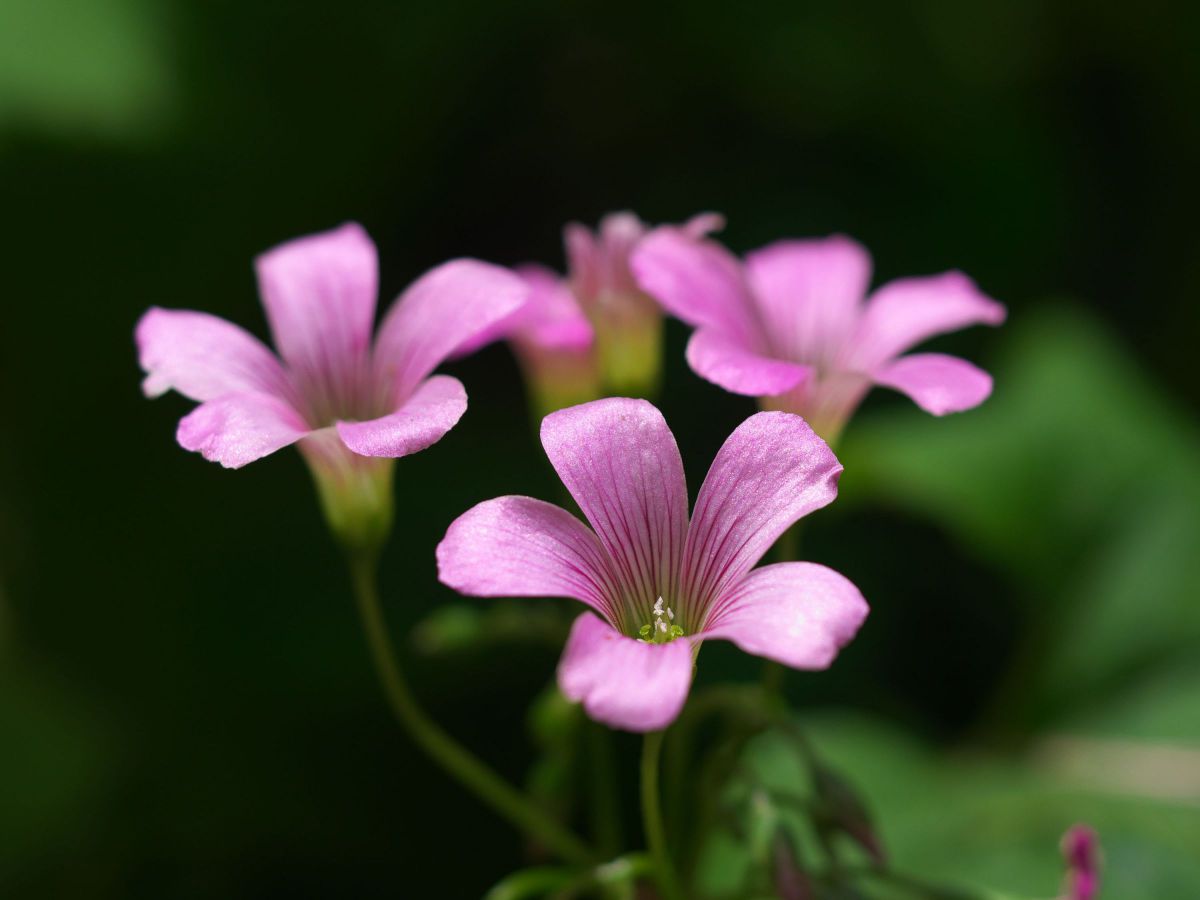 我が家のムラサキカタバミ | GANREF