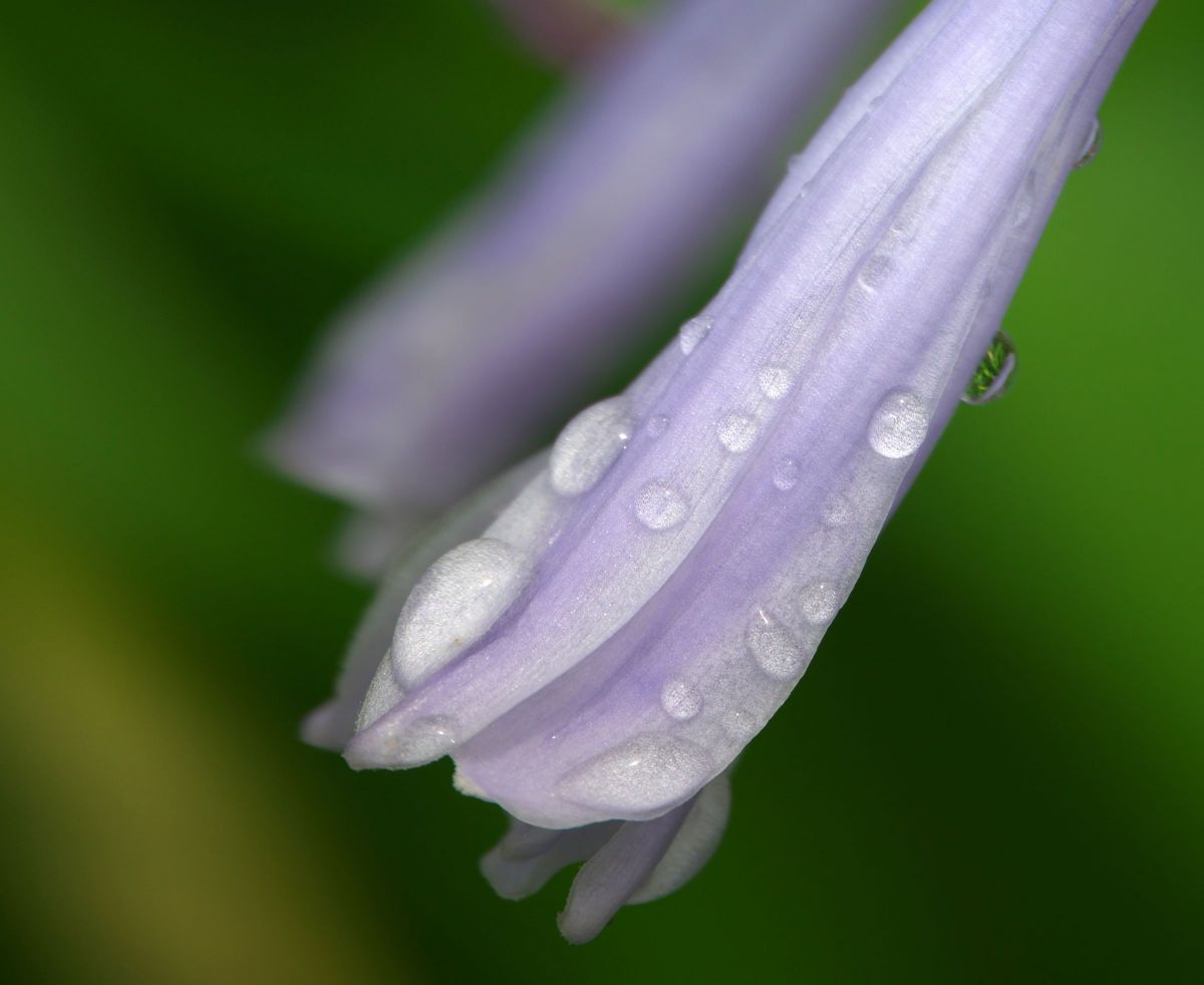 川岸のアガバンサス | GANREF