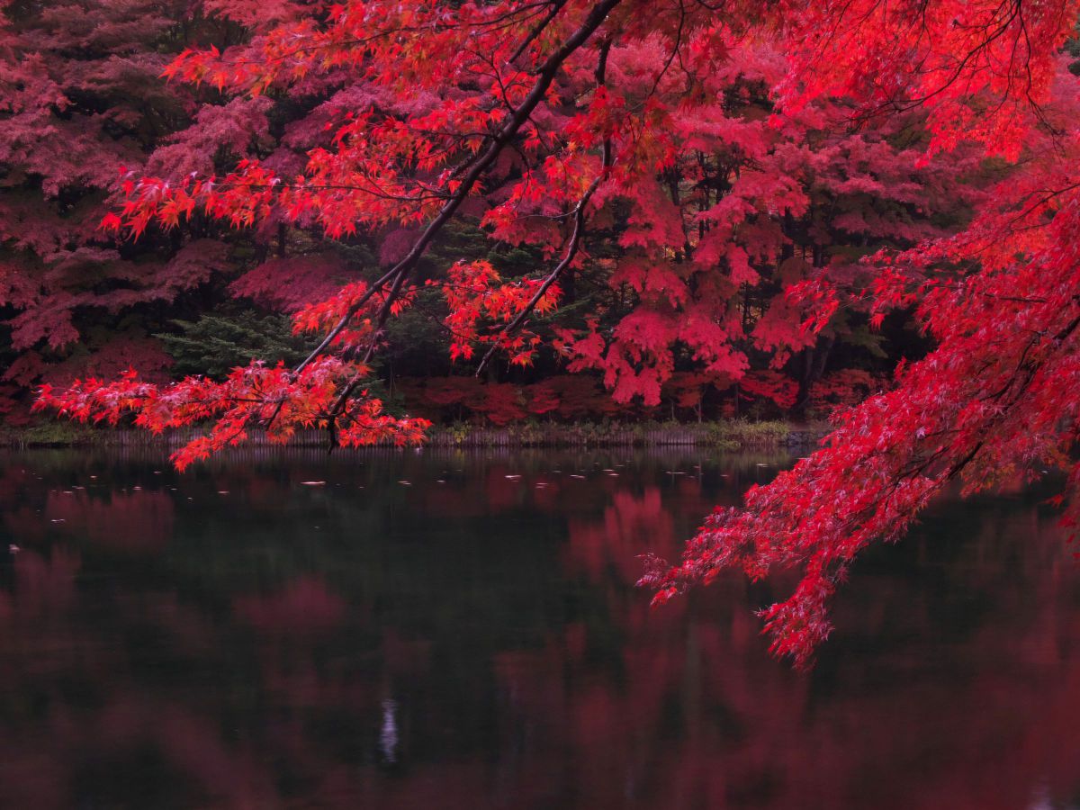 雲場池2022 | GANREF