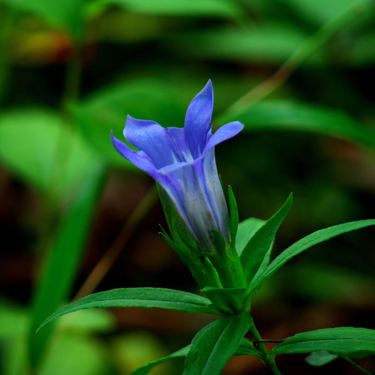 リンドウ | GANREF