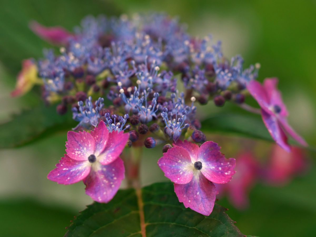 ヤマアジサイ展にて15 | GANREF