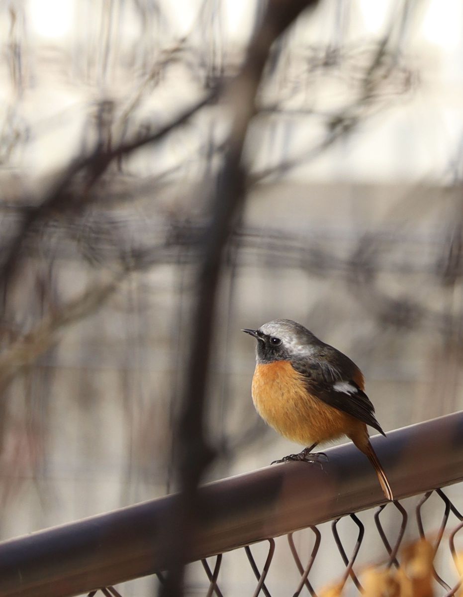 ジョウビタキ（オス）IMG_1619.jpeg | GANREF