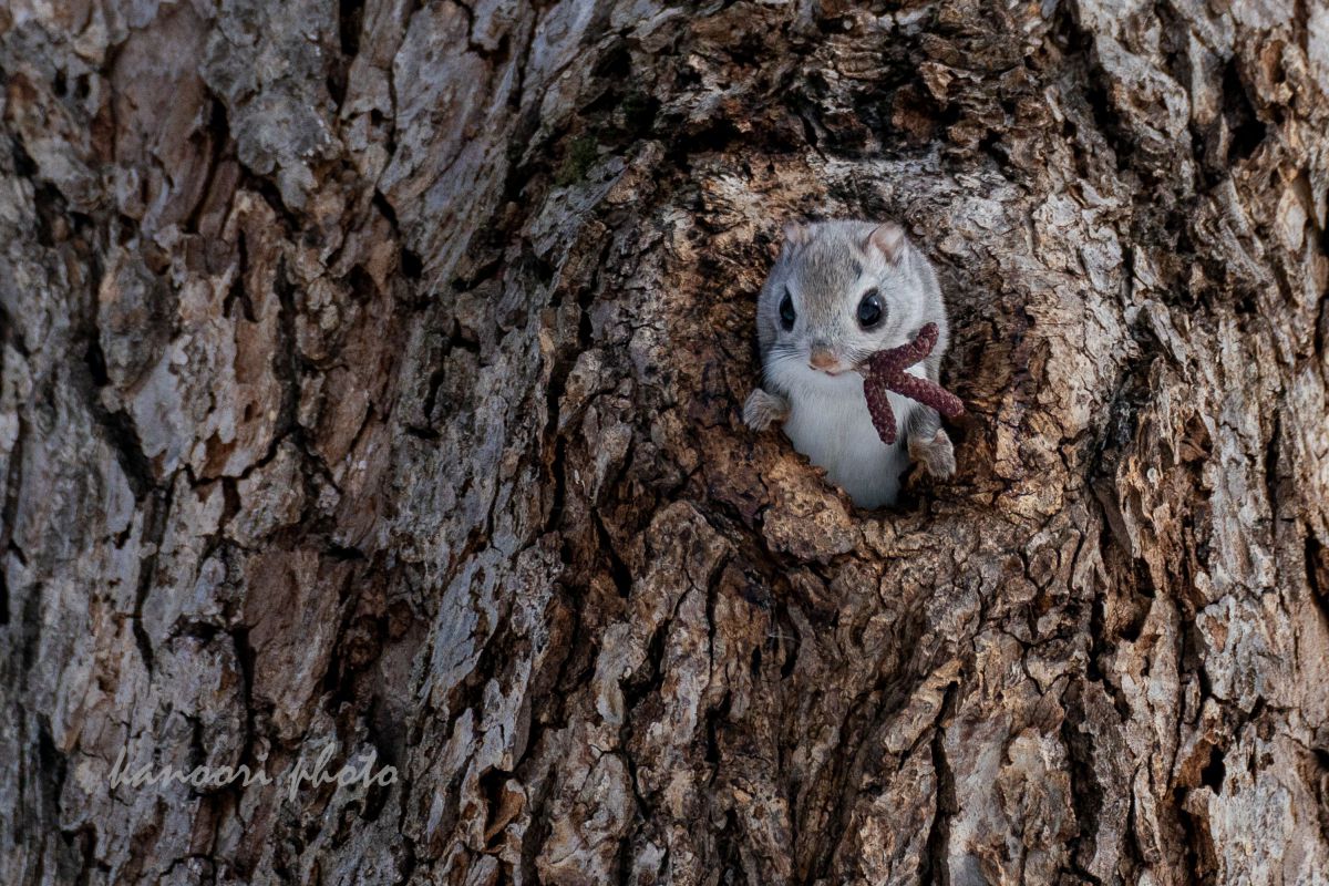 ガンバ？ 』\(^O^)／ | GANREF