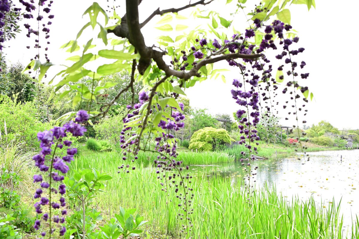 池のほとりで | GANREF