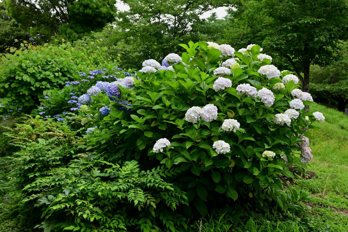 アナベル | GANREF