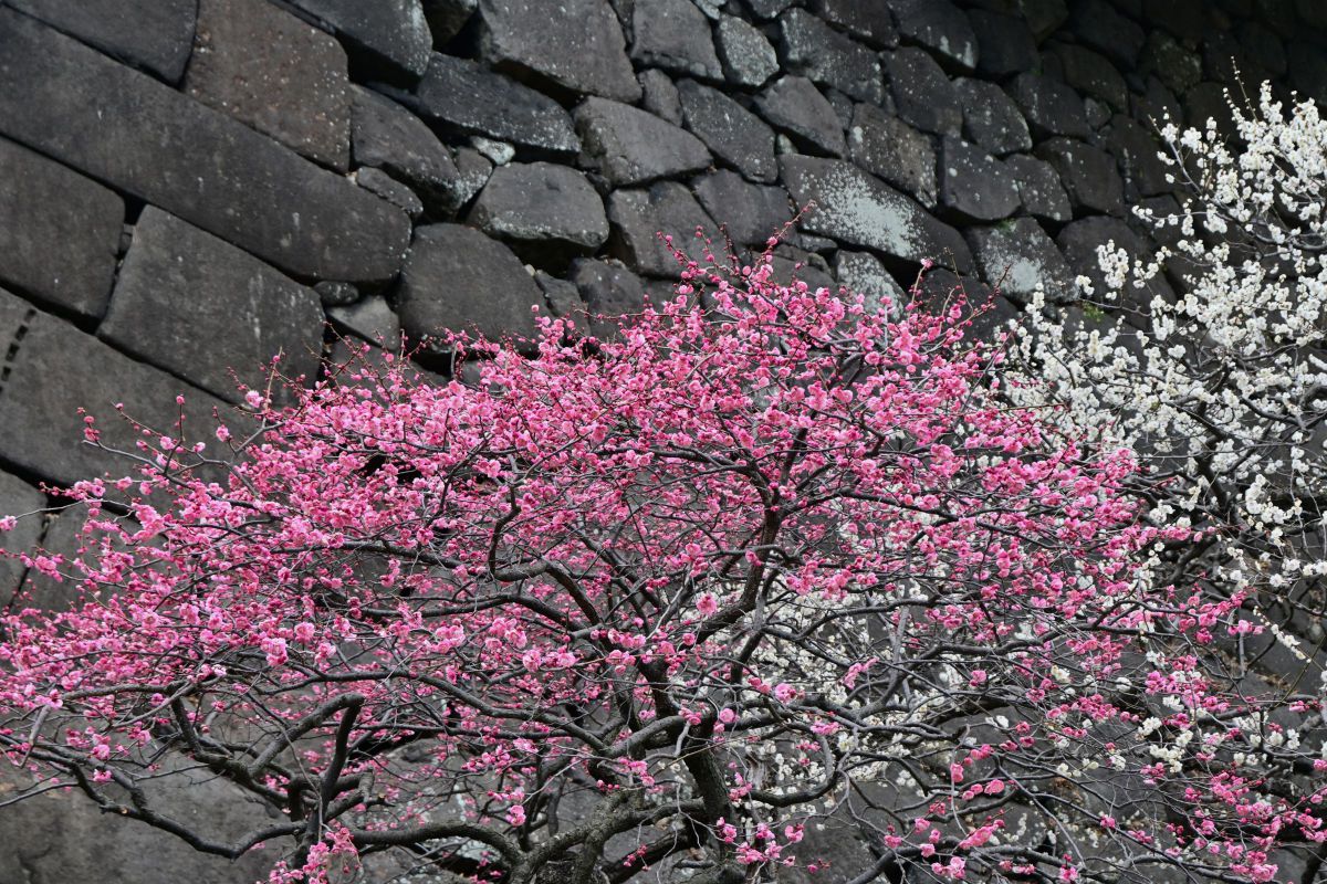 東御苑の紅梅 | GANREF