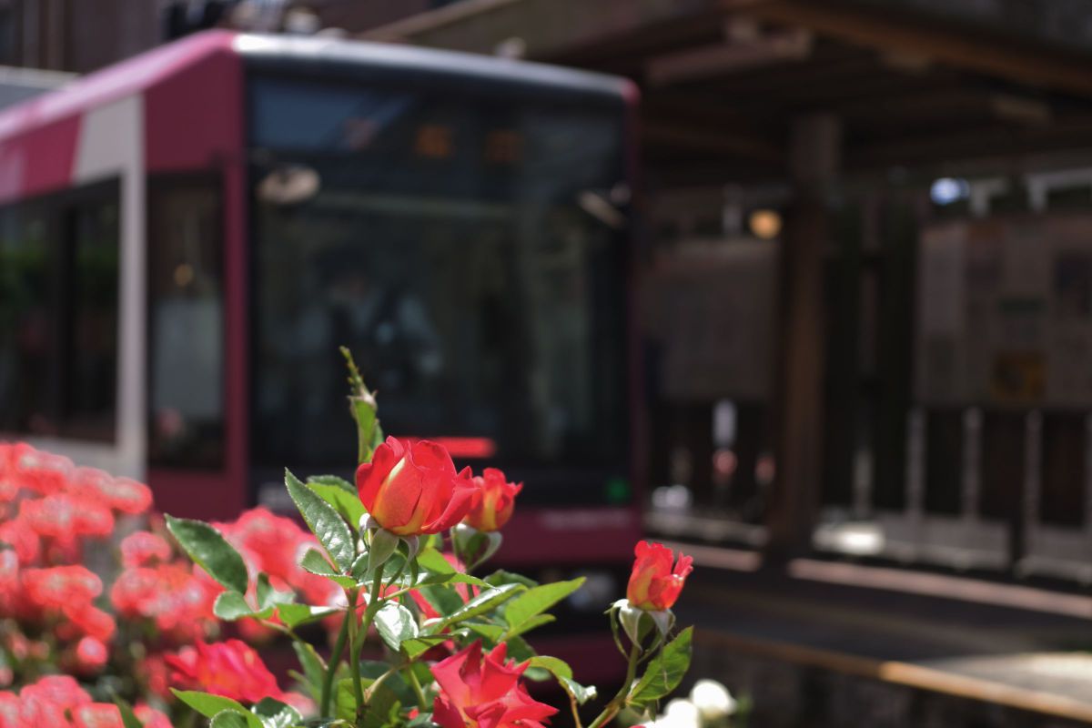 バラとトラム | GANREF