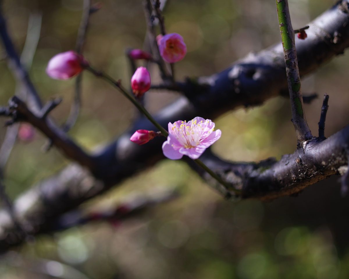 紅梅一輪 | GANREF