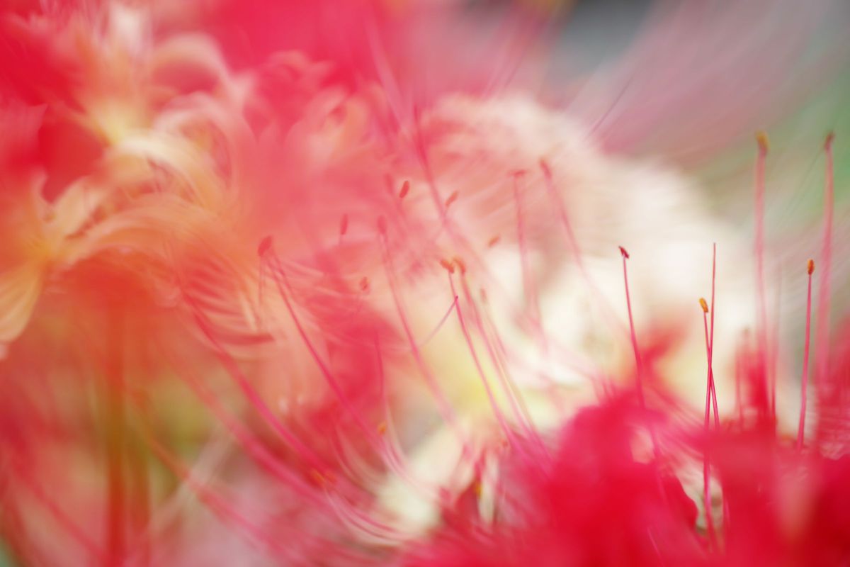 紅白入り乱れて | GANREF