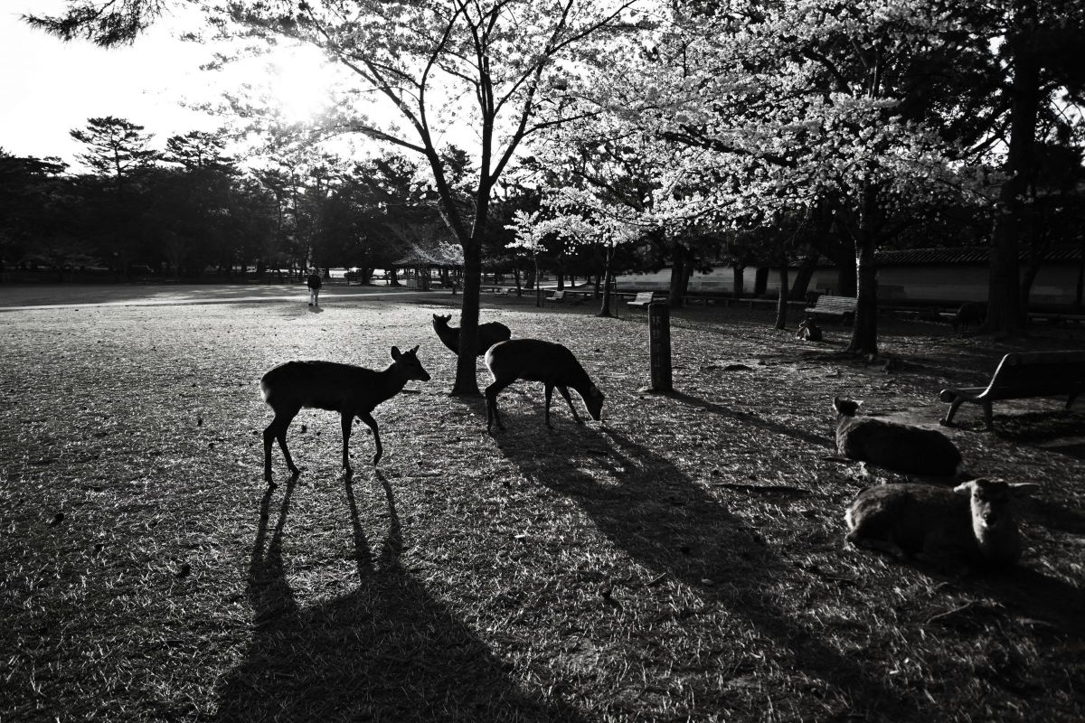 奈良公園 | GANREF